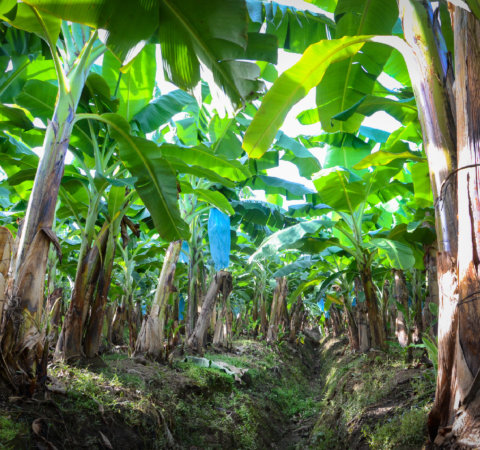 Frutas Chanitos - Cultivamos energìa natural para alcanzar tus sueños.