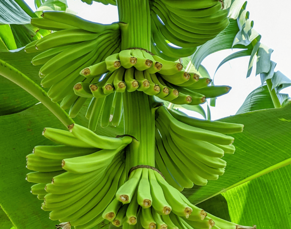 Frutas Chanitos - Cultivamos energìa natural para alcanzar tus sueños.